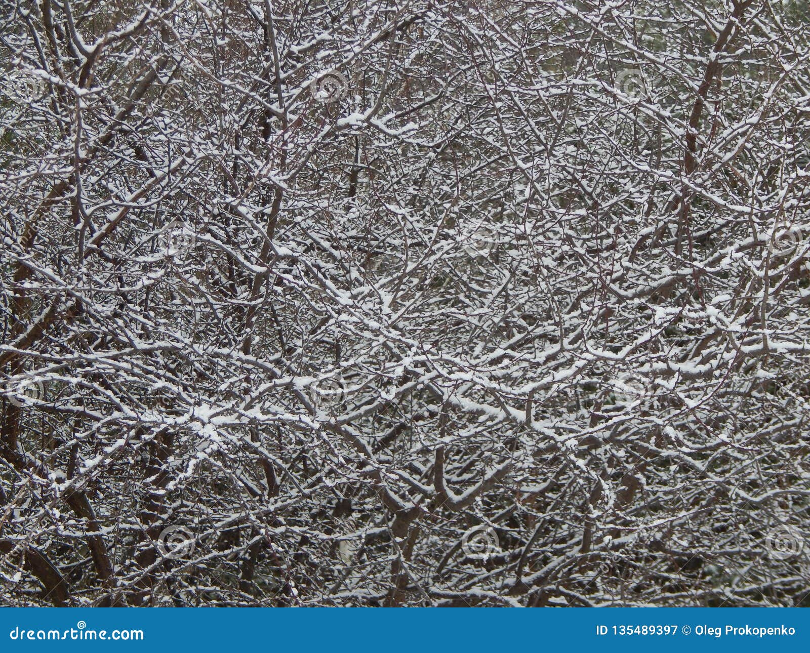 Texture of the Winter Nature of Plants Stock Image - Image of snow ...