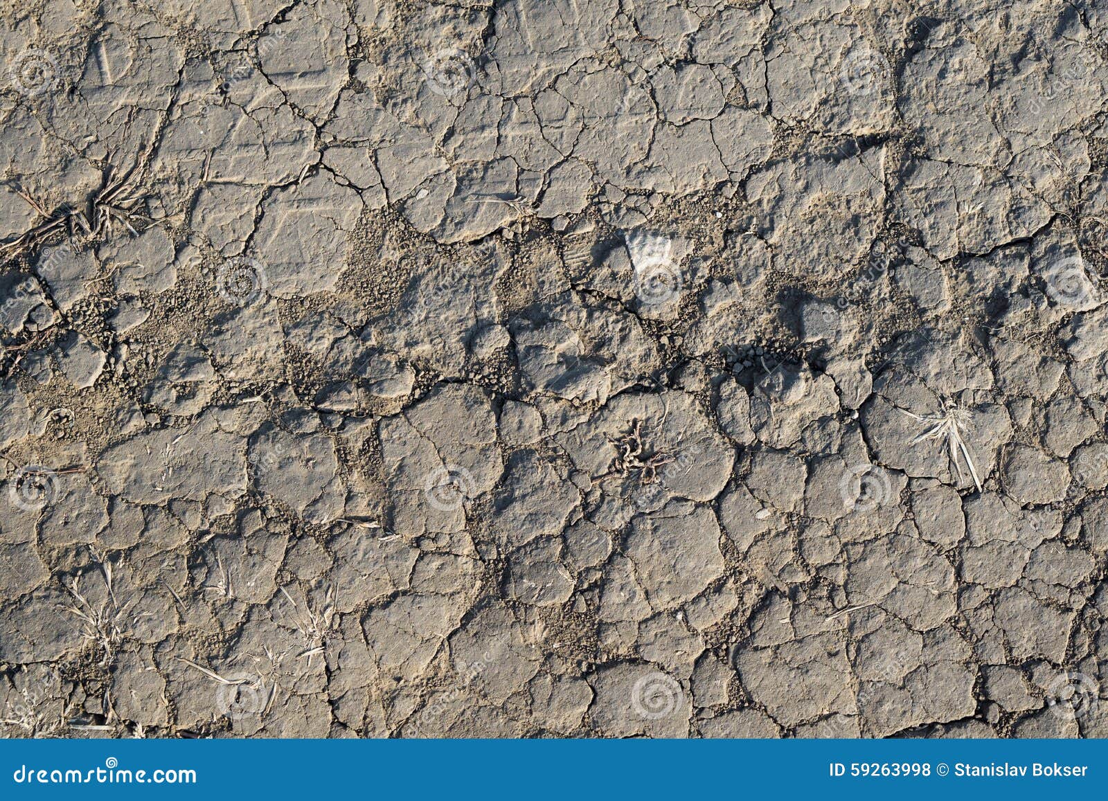 Texture of withered earth stock photo. Image of fissure - 59263998
