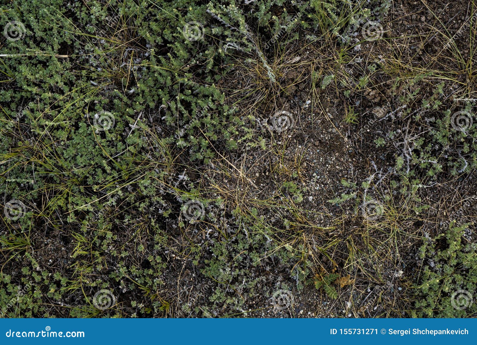 Texture of withered grass stock image. Image of color - 155731271