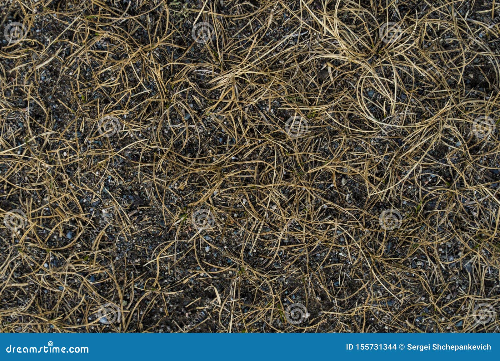Texture of withered grass stock photo. Image of detail - 155731344