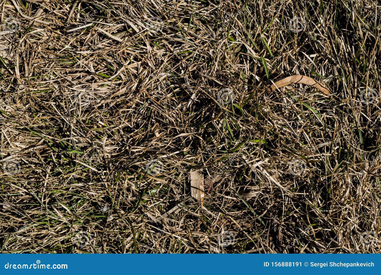 Texture of withered grass stock image. Image of dead - 156888191