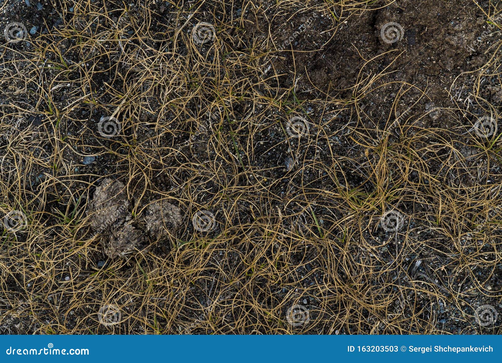 Texture of Withered Grass. Lifeless Background Image Stock Image ...