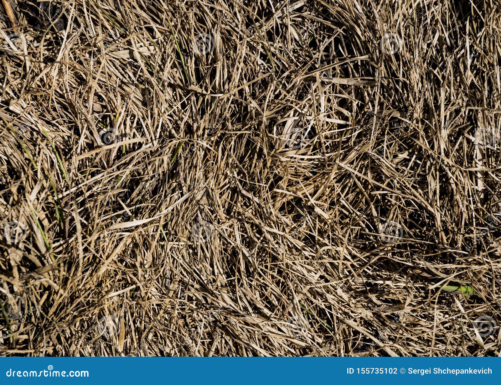 Texture of withered grass stock photo. Image of bung - 155735102
