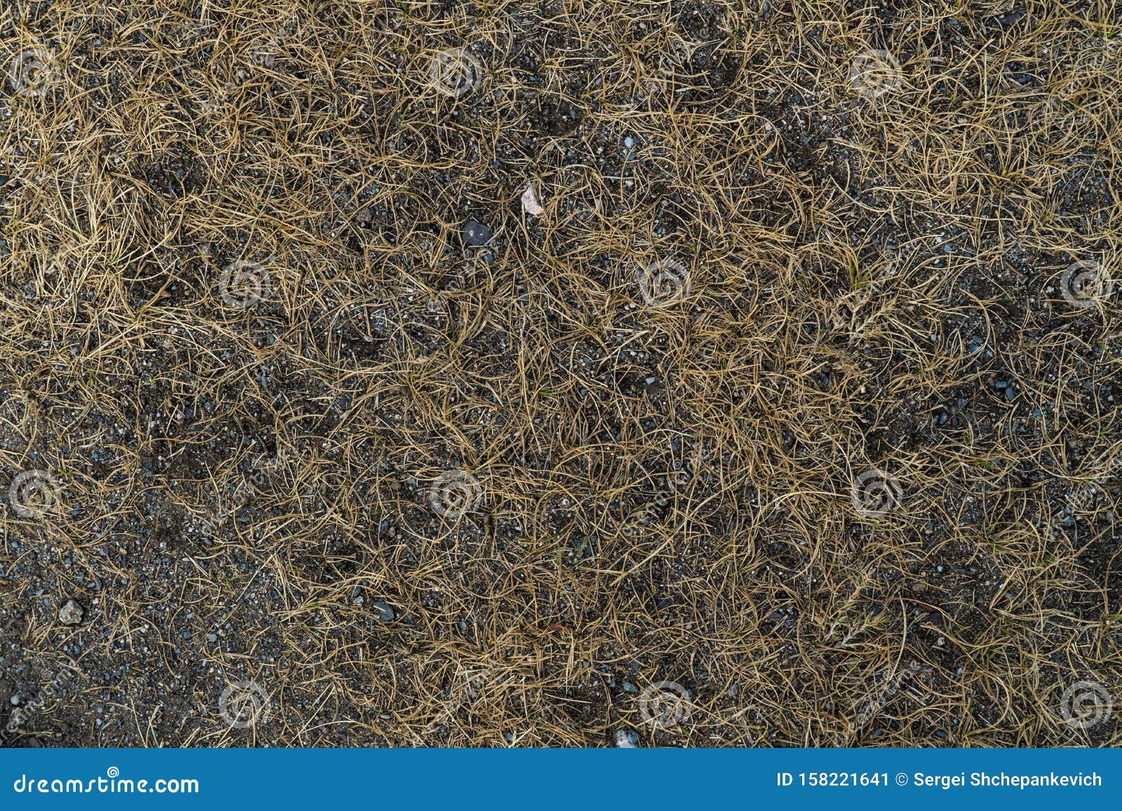 Texture of withered grass stock image. Image of drought - 158221641