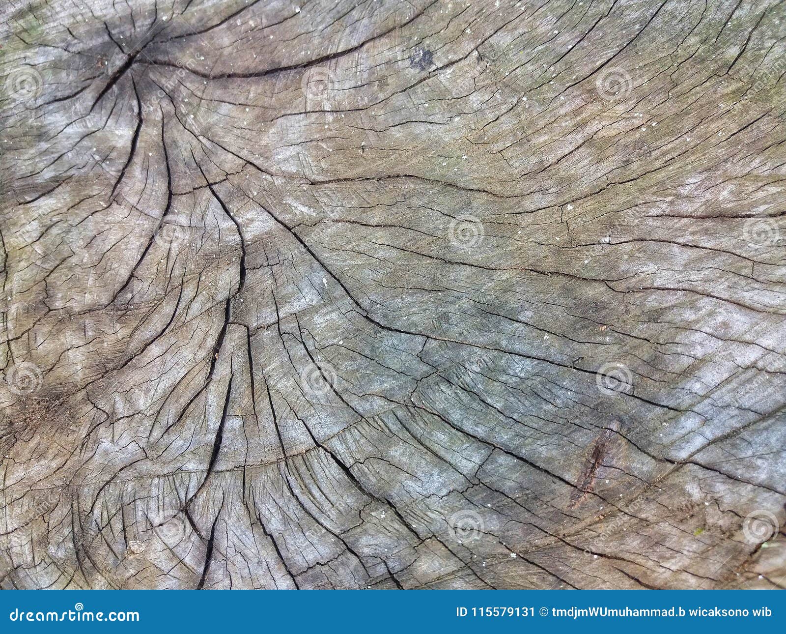 Texture stock image. Image of background, wood, teks - 115579131