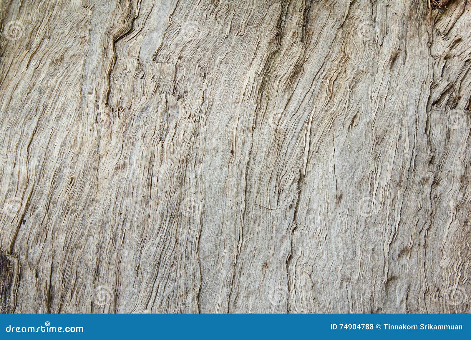 Texture of wood&bark stock photo. Image of decorative - 74904788