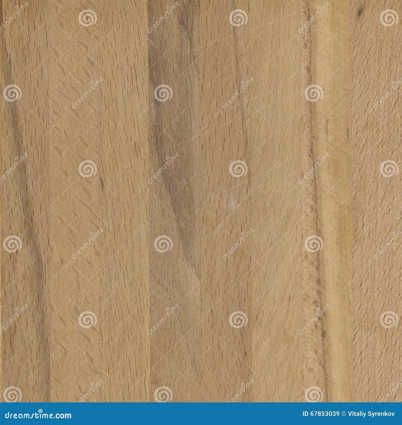 Texture of wood beech stock image. Image of tree, natural - 67853039