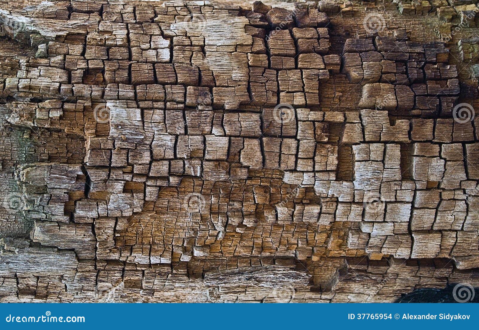 The Texture of Wood Burned by Lightning. Stock Photo - Image of rough ...