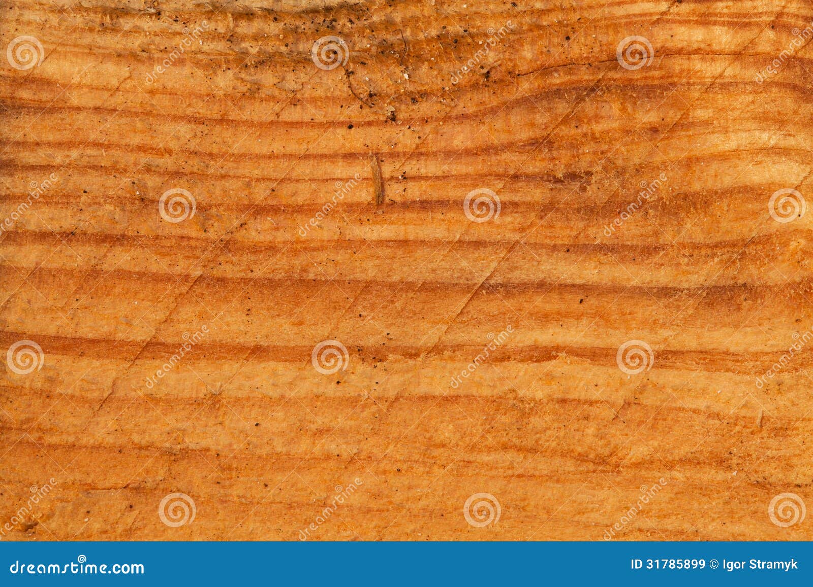 Texture of wood stock image. Image of wooden, slice, material - 31785899