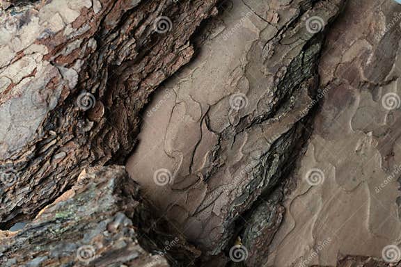 Texture Wood Cork Texture Cortex Stick Stock Image - Image of nature ...