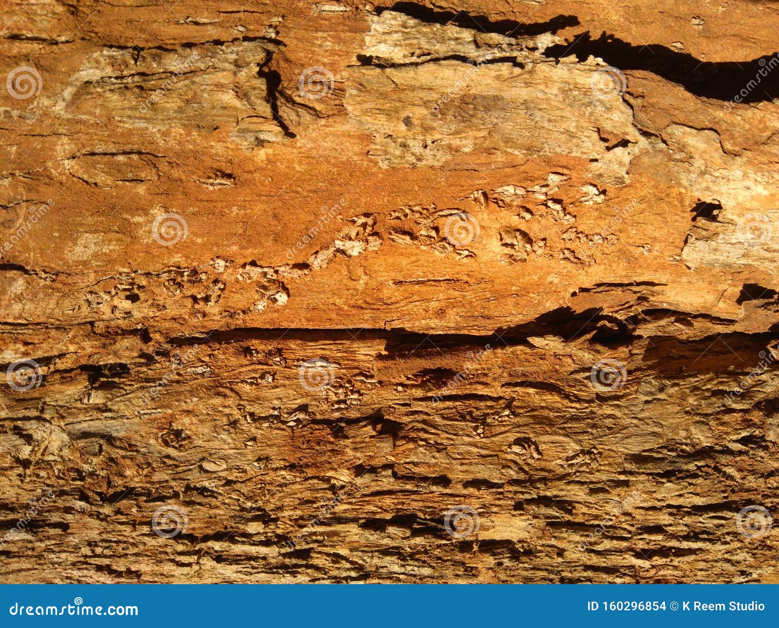 The Texture of the Wood Cracked and Infested with Termites, Corrosion ...