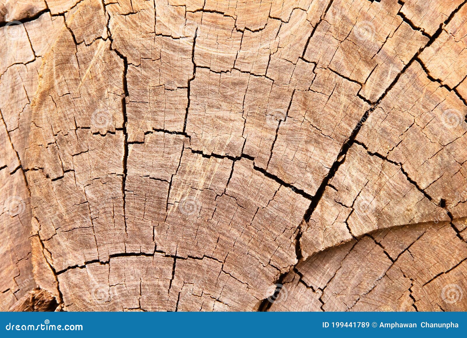Texture Wood Cross Section Rings With Cracked Patterns Of Tree Trunk ...