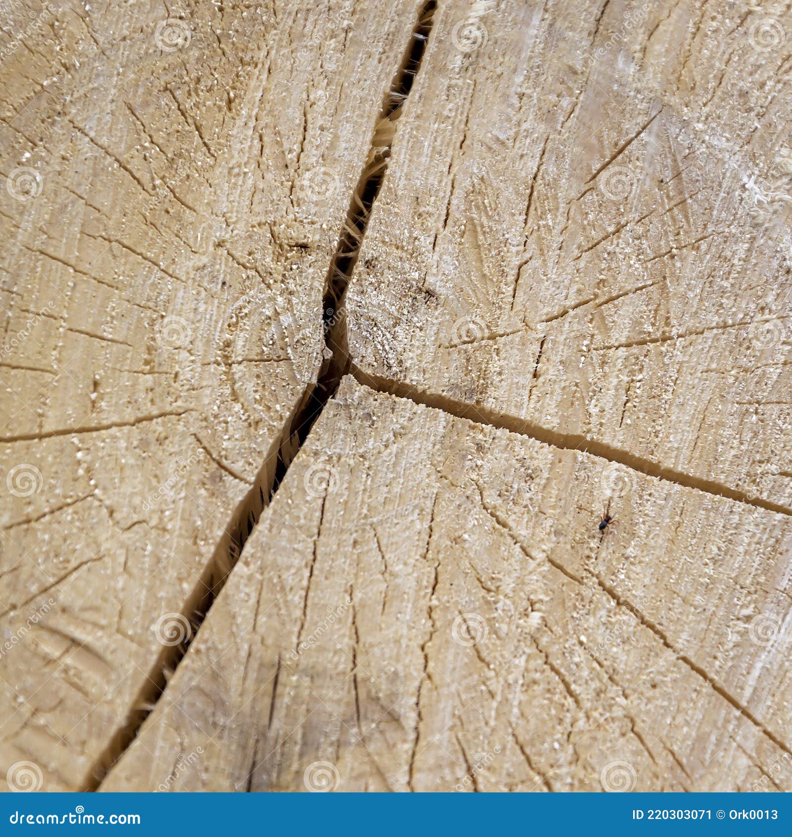 Texture wood cut close-up stock image. Image of nature - 220303071