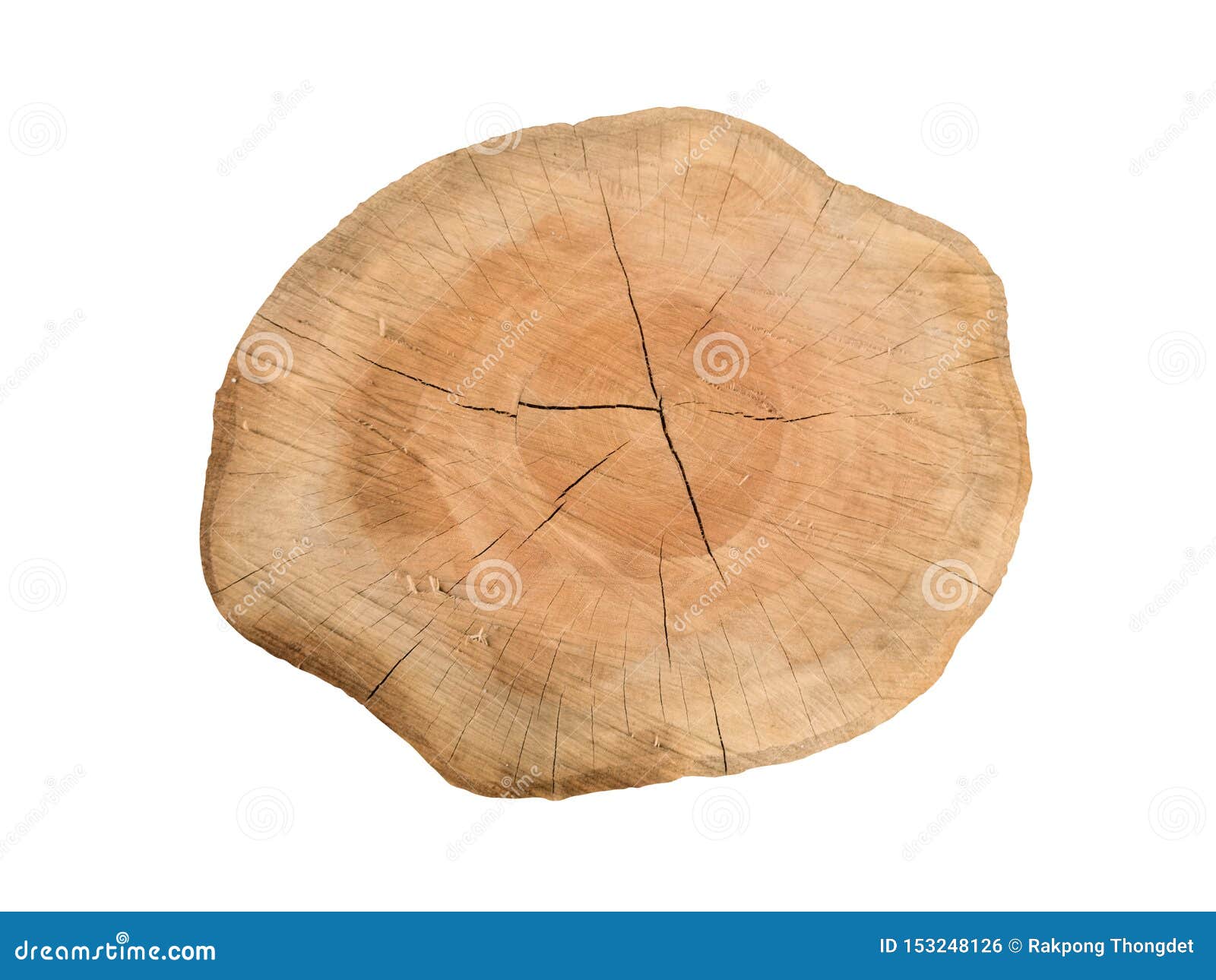 Texture Wood of Cut Tree Trunk Pattern Isolated on White Background ...