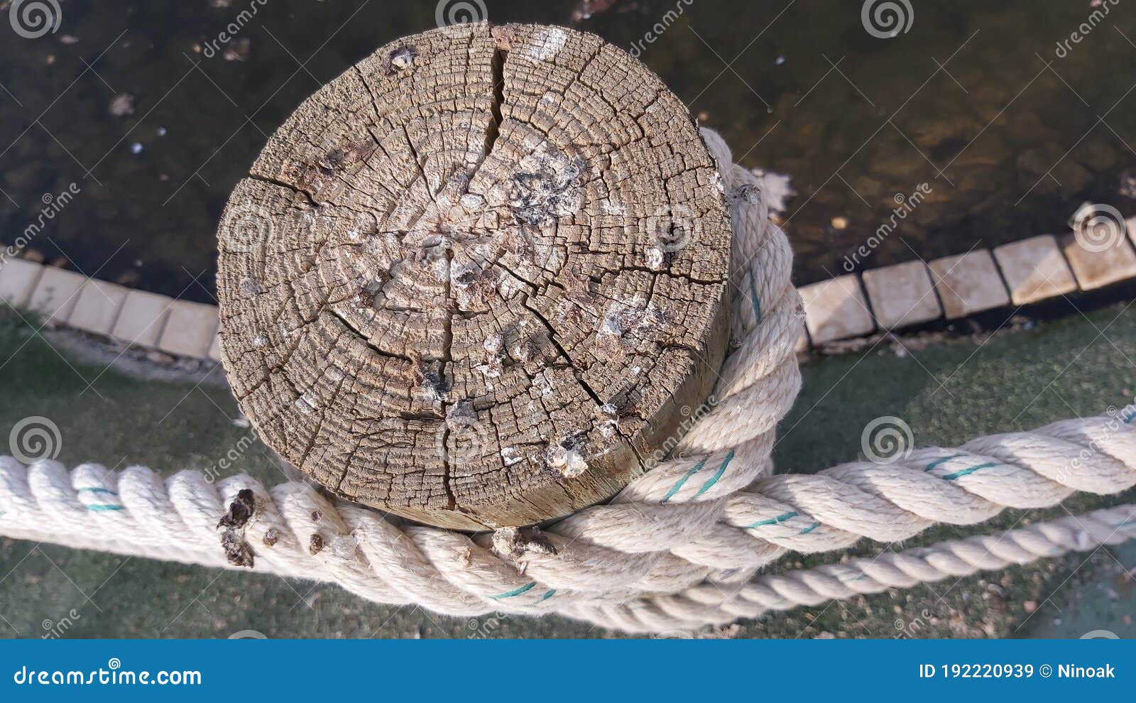 Texture of Wood with Fungus and Rope Stock Image - Image of flower ...