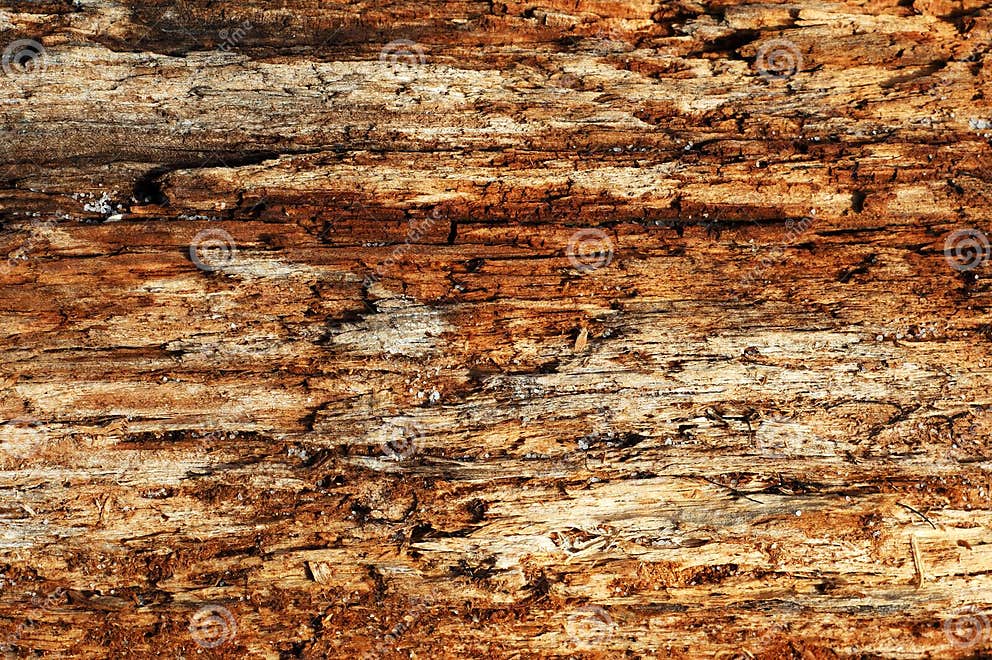 Texture of wood grain stock photo. Image of grunge, grit - 641754