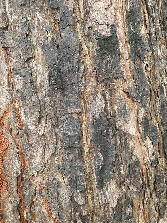 Texture of the Wood Grain on the Tree Trunk. Tree on Side of Road Stock ...