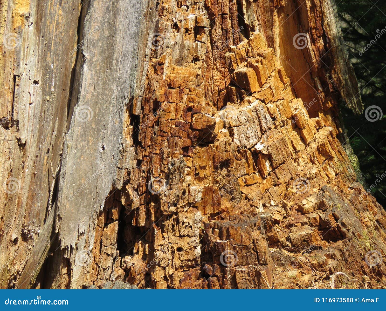Texture of Wood Inside an Old Stump. Stock Photo - Image of color ...