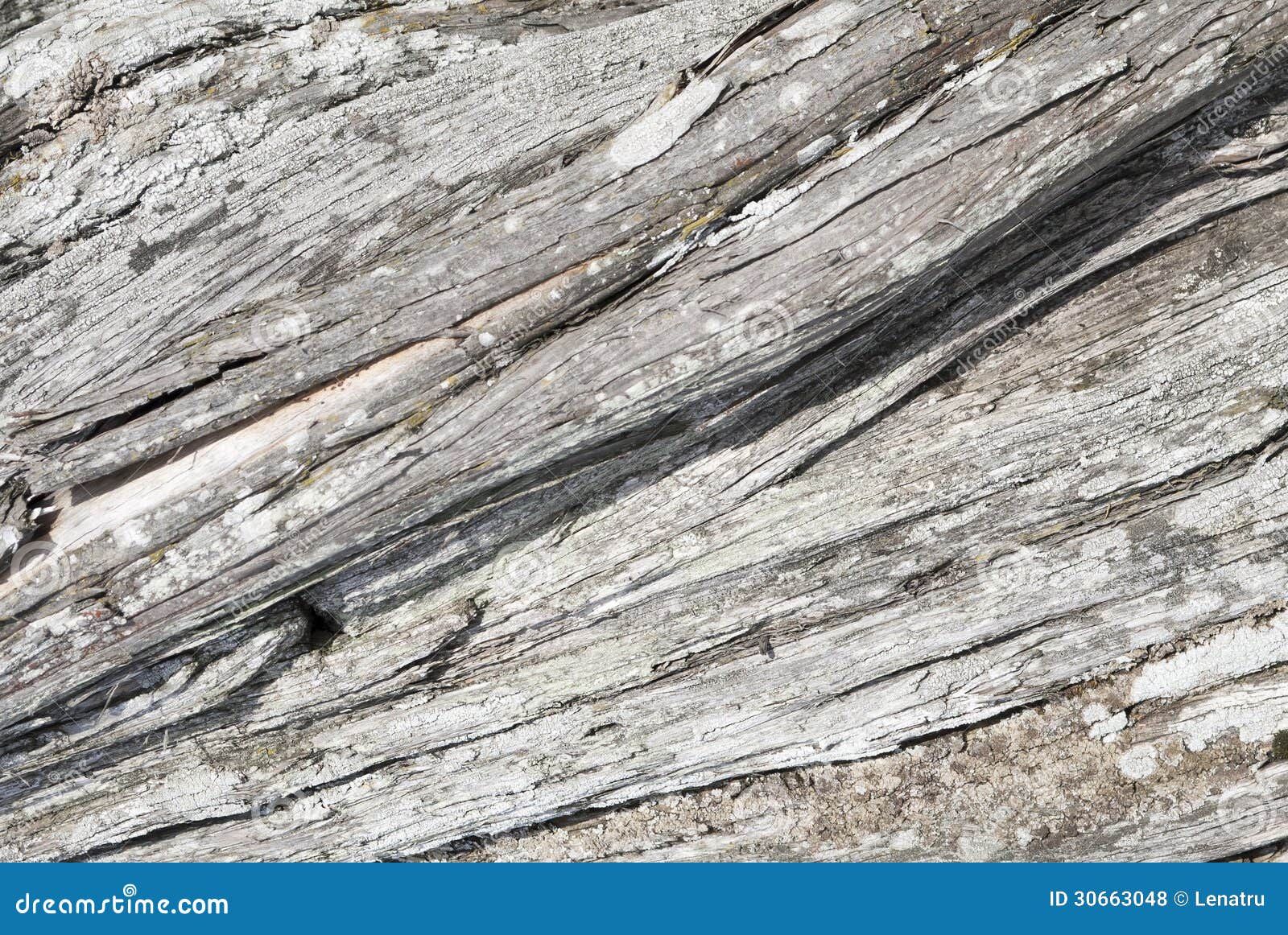Texture of Wood of an Old Juniper Stock Photo - Image of grain, detail ...