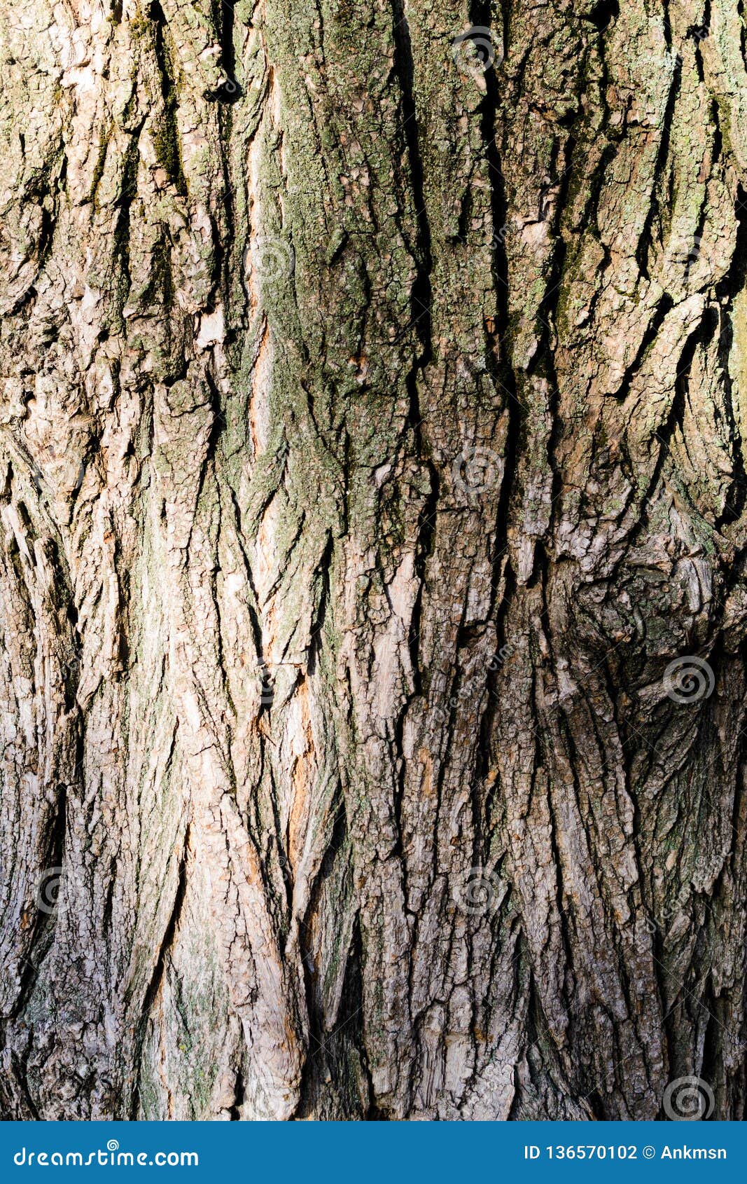 Texture wood old tree bark stock photo. Image of skin - 136570102