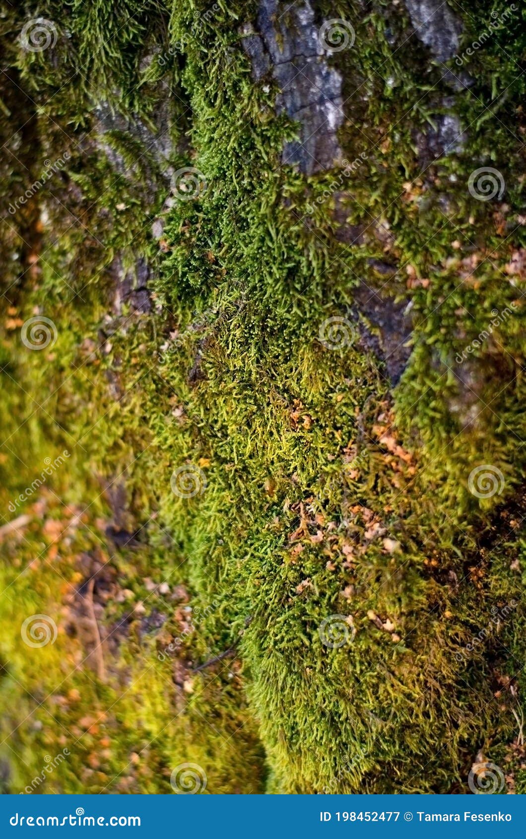 Texture of the Wood Overgrown with Green Moss Stock Image - Image of ...