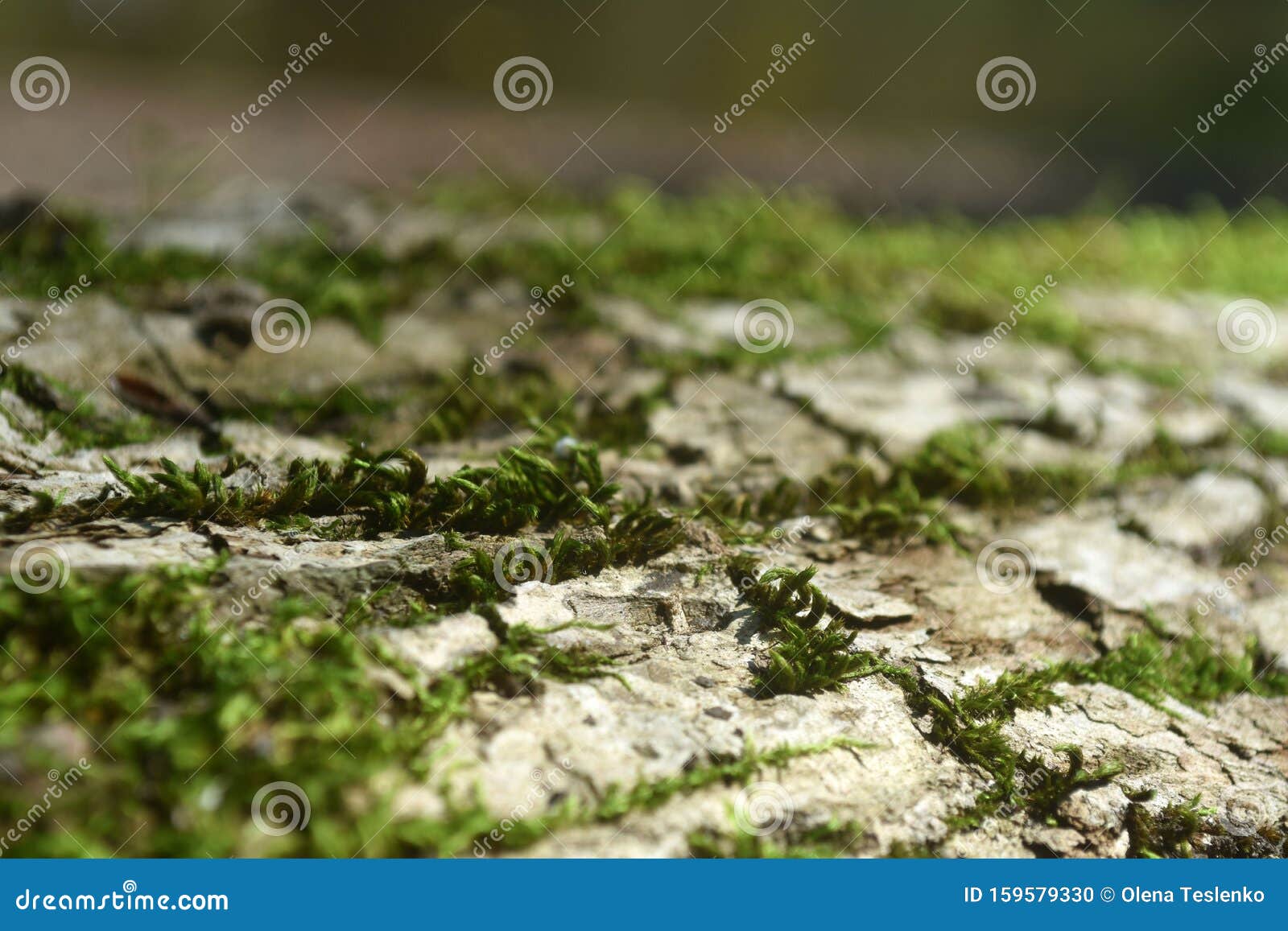 The Texture of the Wood Overgrown with Moss. Closeup Photo Stock Photo ...
