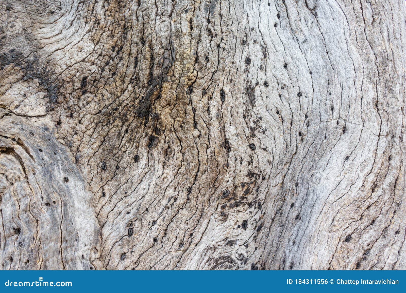 Texture. Wood Pattern. Texture of a Tree. Front View Photos Stock Photo ...