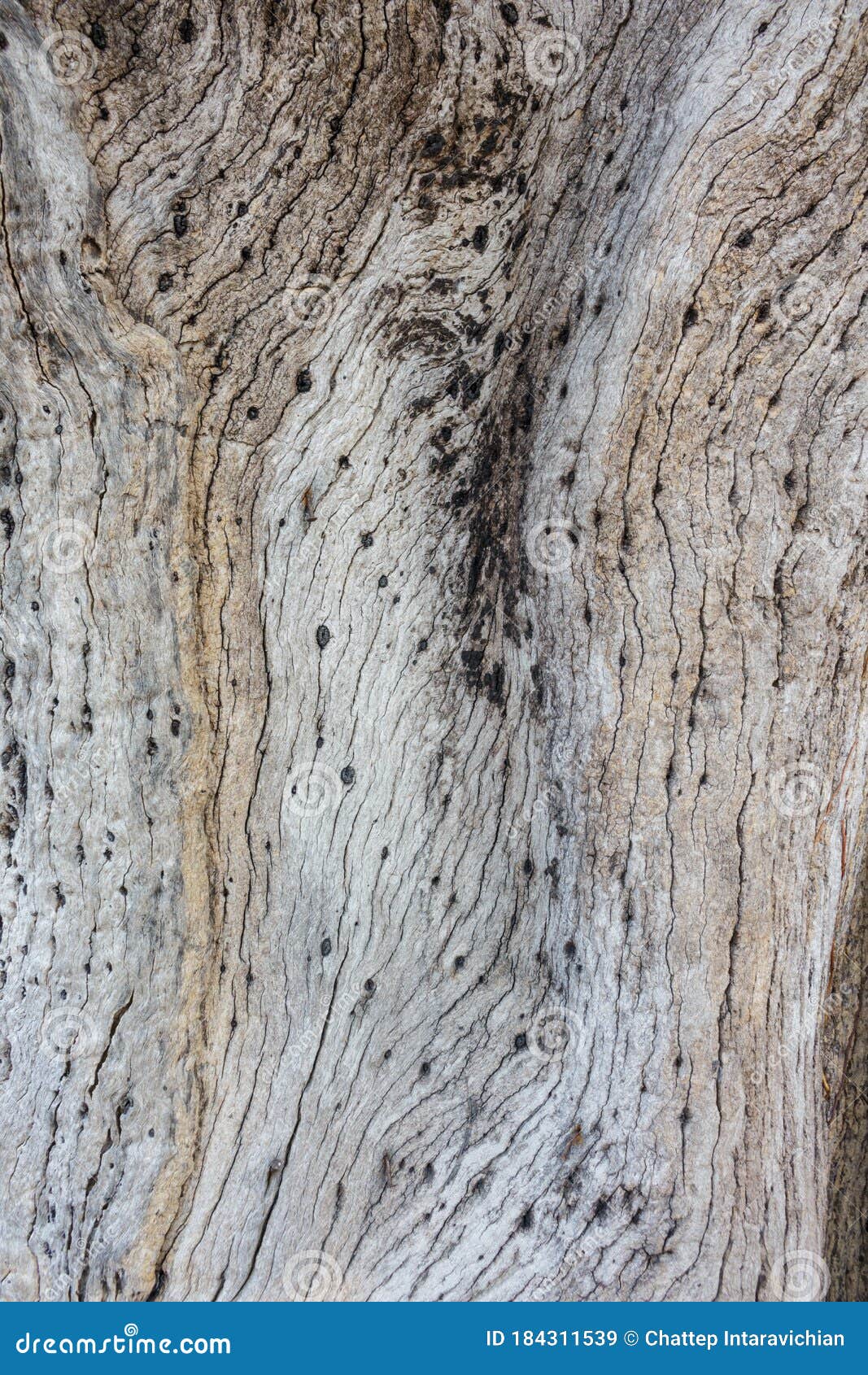Texture. Wood Pattern. Texture of a Tree. Front View Photos Stock Image ...