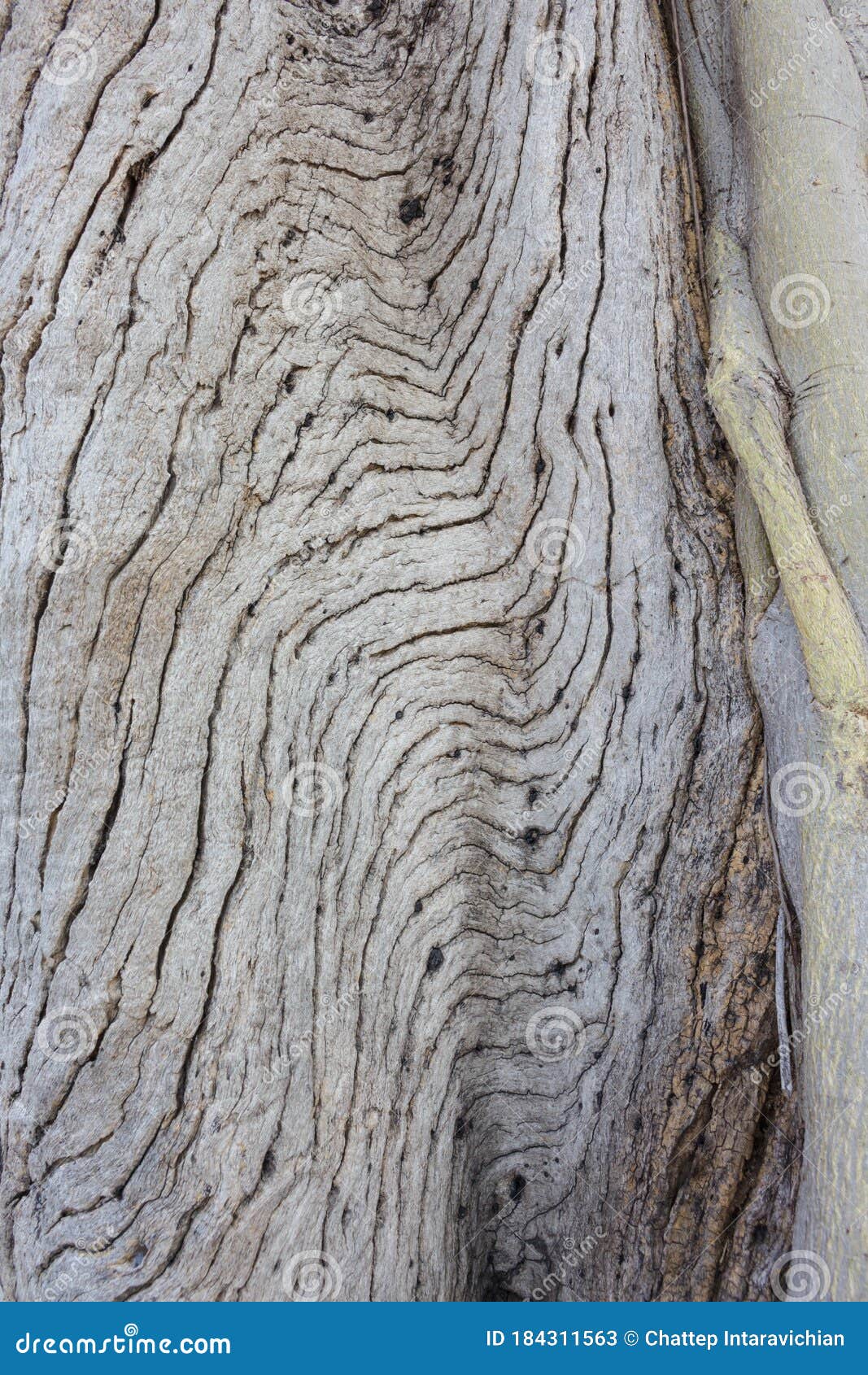 Texture. Wood Pattern. Texture of a Tree. Front View Photos Stock Image ...