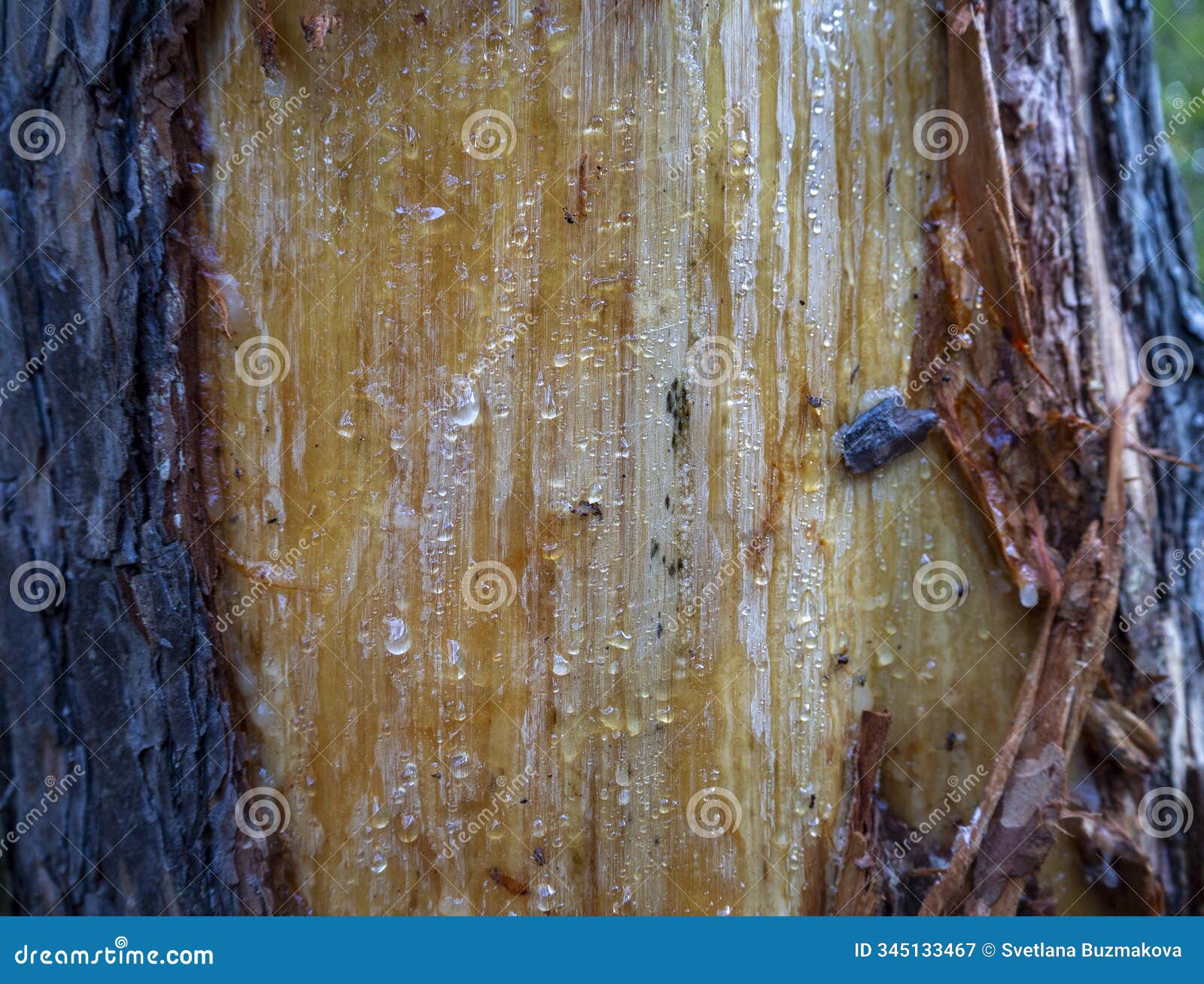 The Texture of the Wood of a Pine Trunk with Drops of Resin on the ...