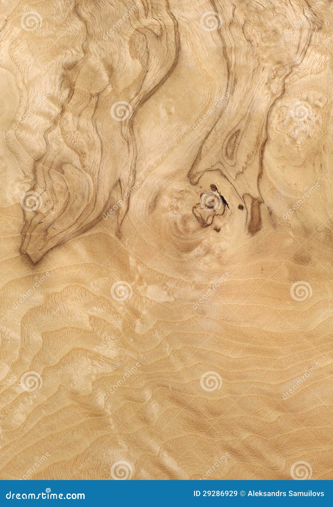 Texture of wood roots stock image. Image of texture, space - 29286929