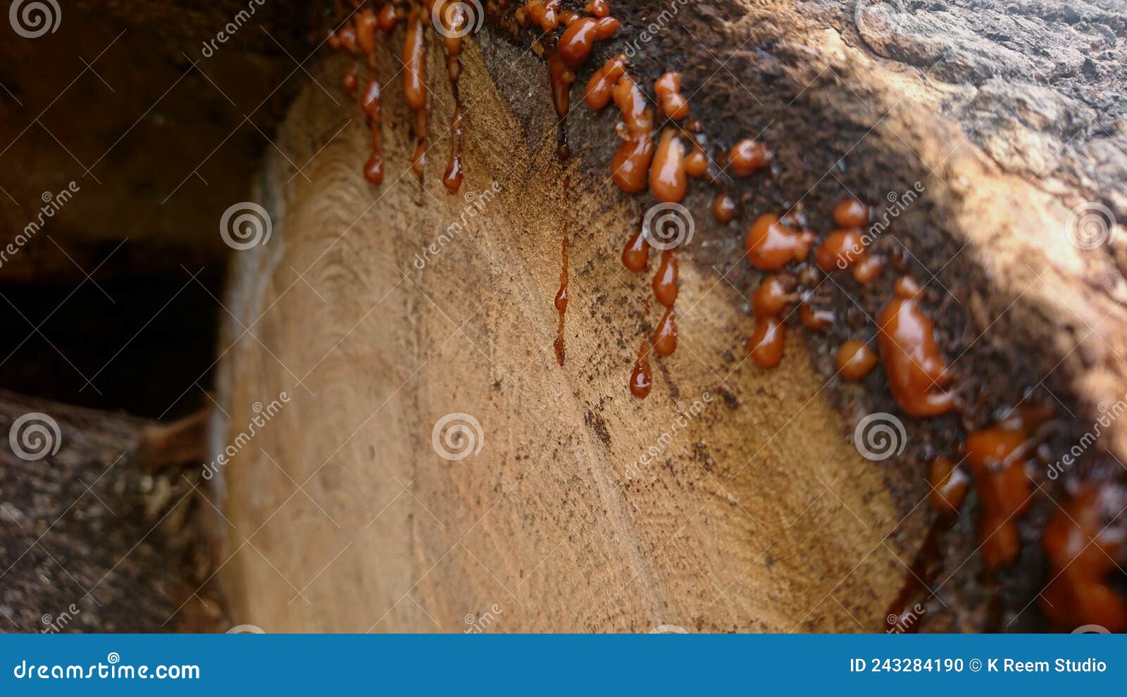 The Texture of Wood Sap is in the Form of Concentrated Spots Attached ...