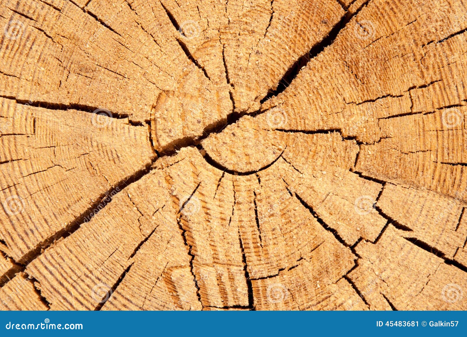 The Texture of the Wood Slice Cruba Stock Image - Image of desk, empty ...