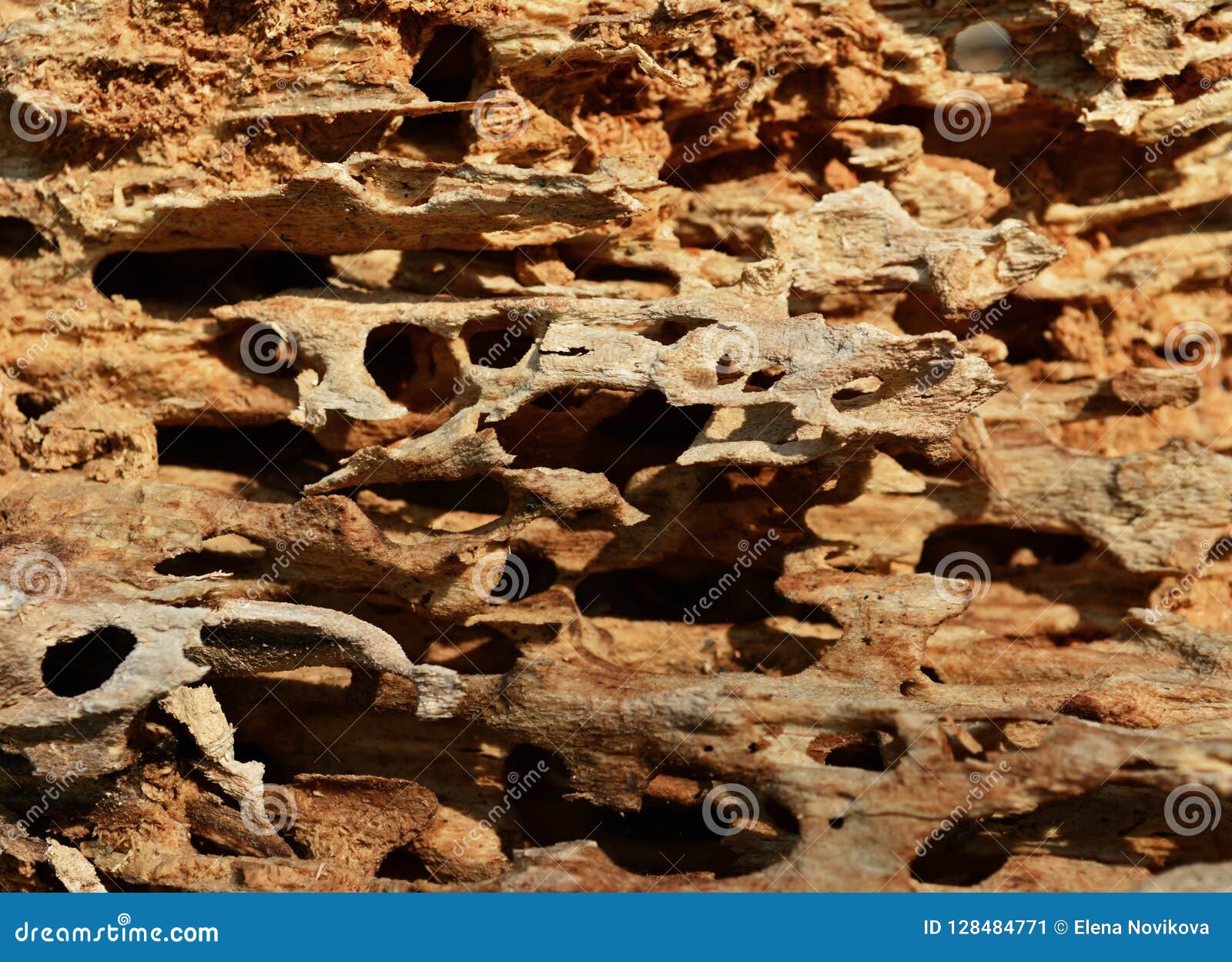 Texture. Wood, Spoiled by Insects Stock Image - Image of timber ...