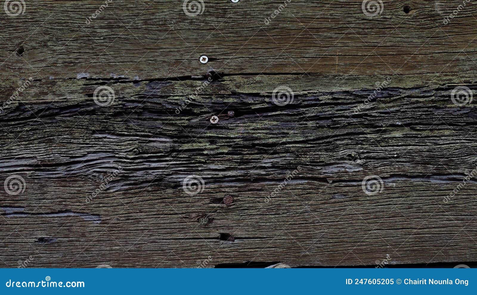Texture of Wood and Strange Things Stock Image - Image of green, soil ...