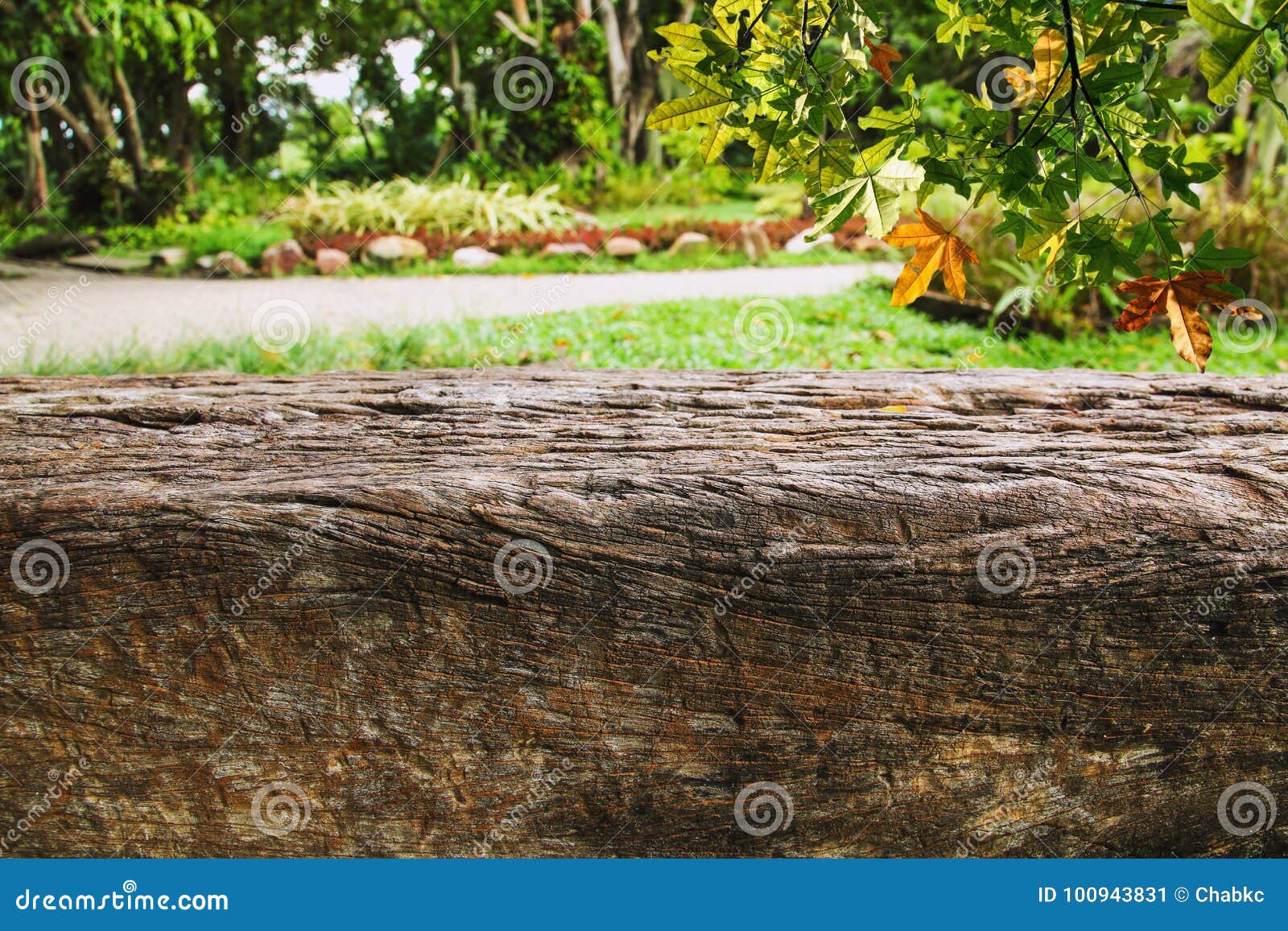 Texture of wood and leaf stock image. Image of relax - 100943831