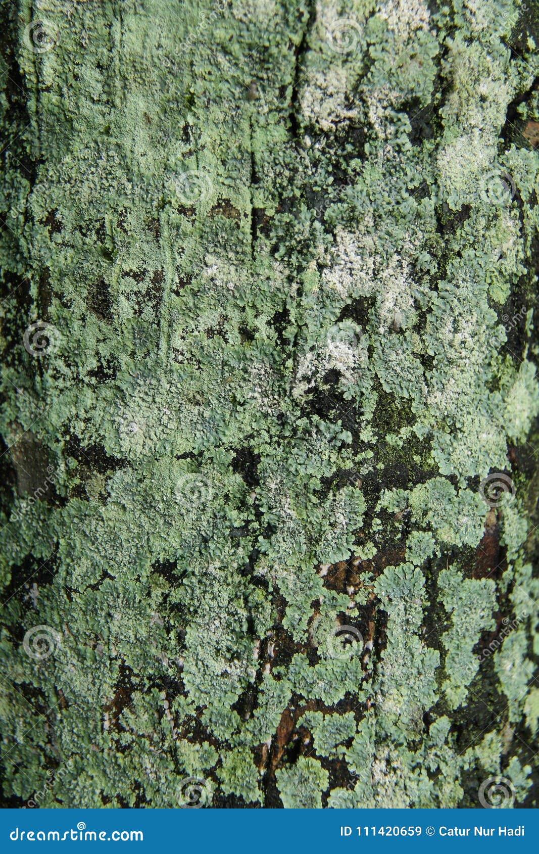 Texture of Wood Surface, , Outdoor Version 1 Stock Image - Image of ...