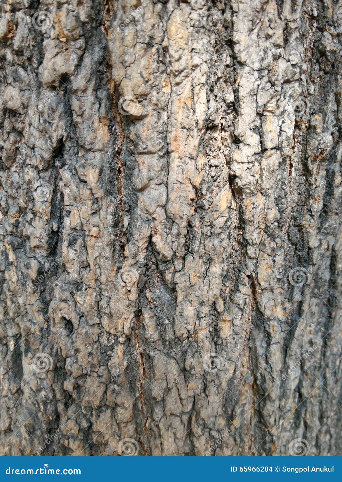 Texture wood tree stock photo. Image of bark, nature - 65966204