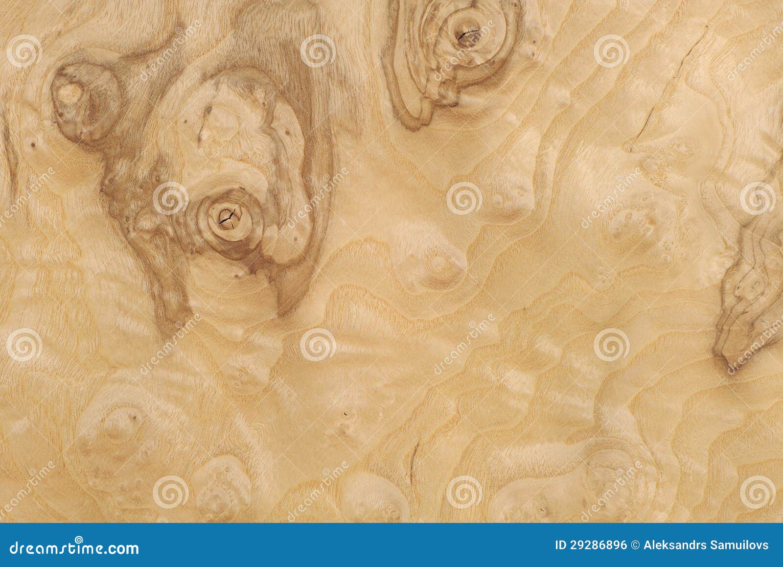 Texture of Wood Veneer Roots Stock Photo - Image of light, build: 29286896