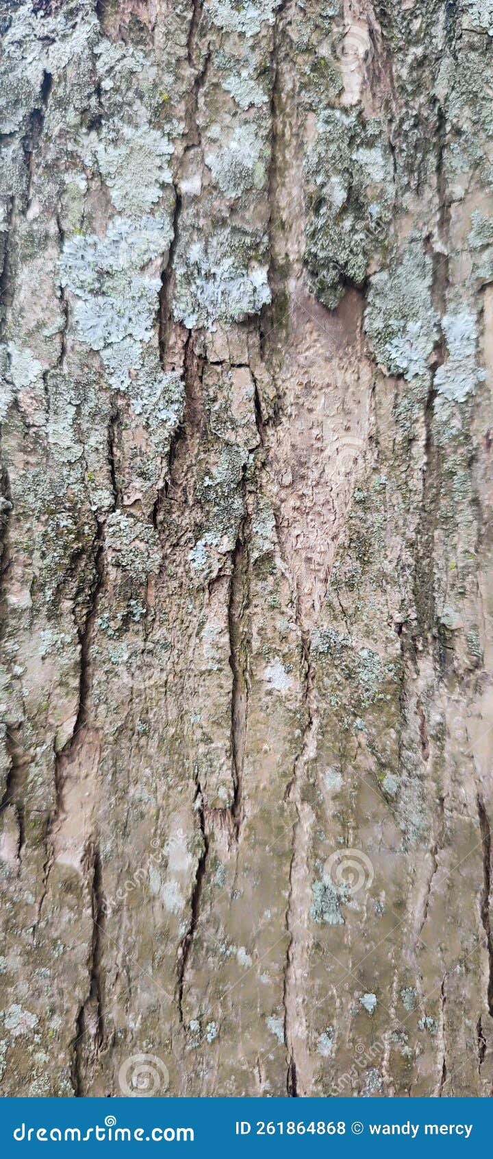 Texture Woods Nature Mango Beautiful Stock Photo - Image of beautiful ...