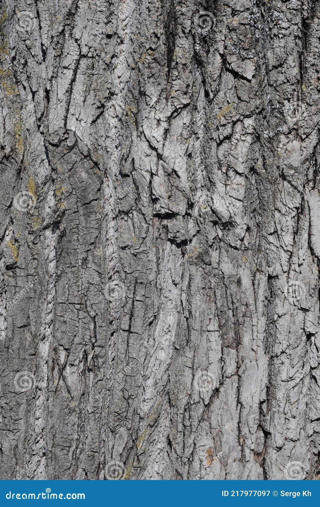 Texture of Woody Gray Poplar Bark. Soft Wood Bark Background Stock ...