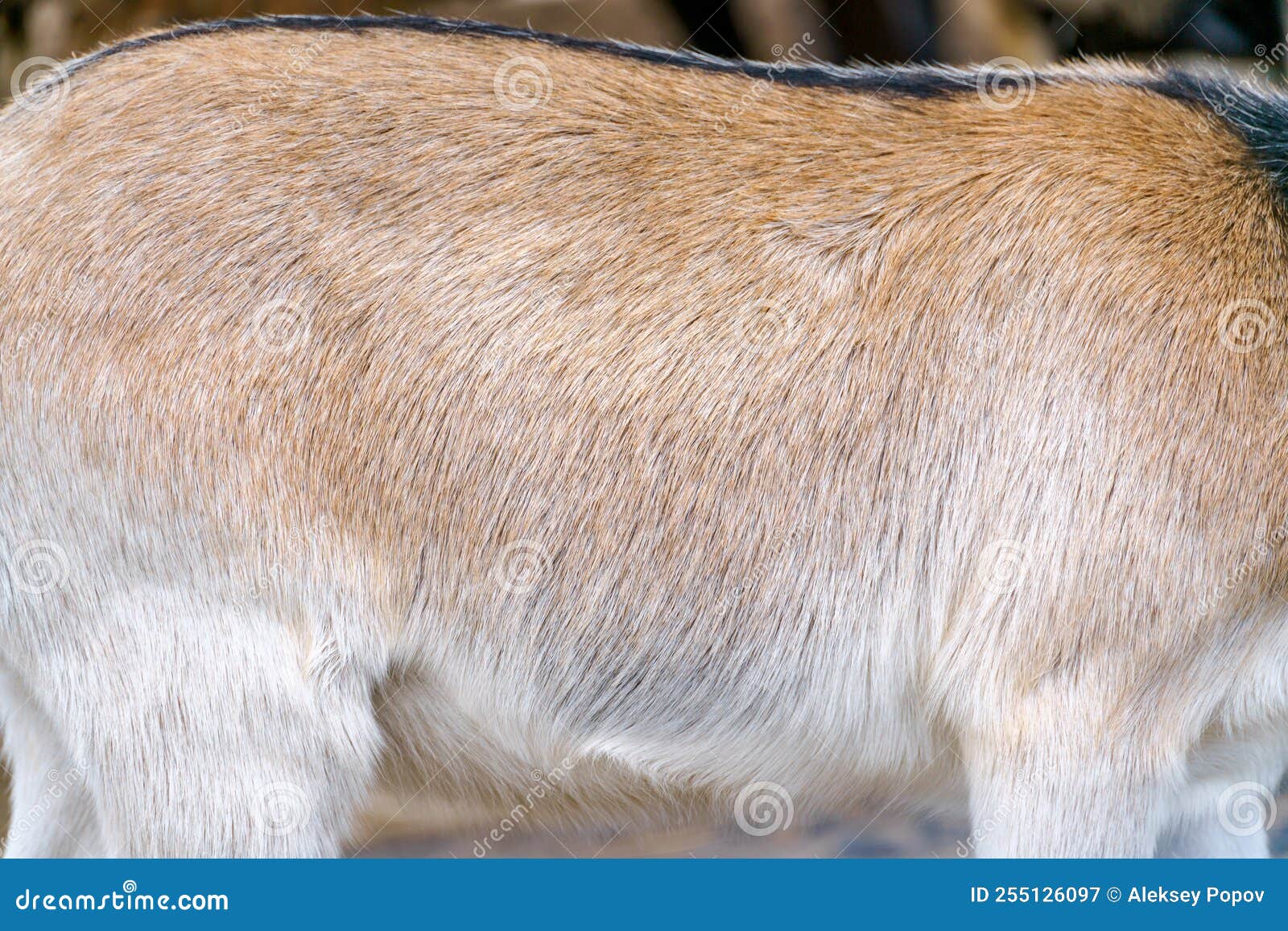 The Texture of the Wool of a Goat. Stock Image - Image of pattern ...