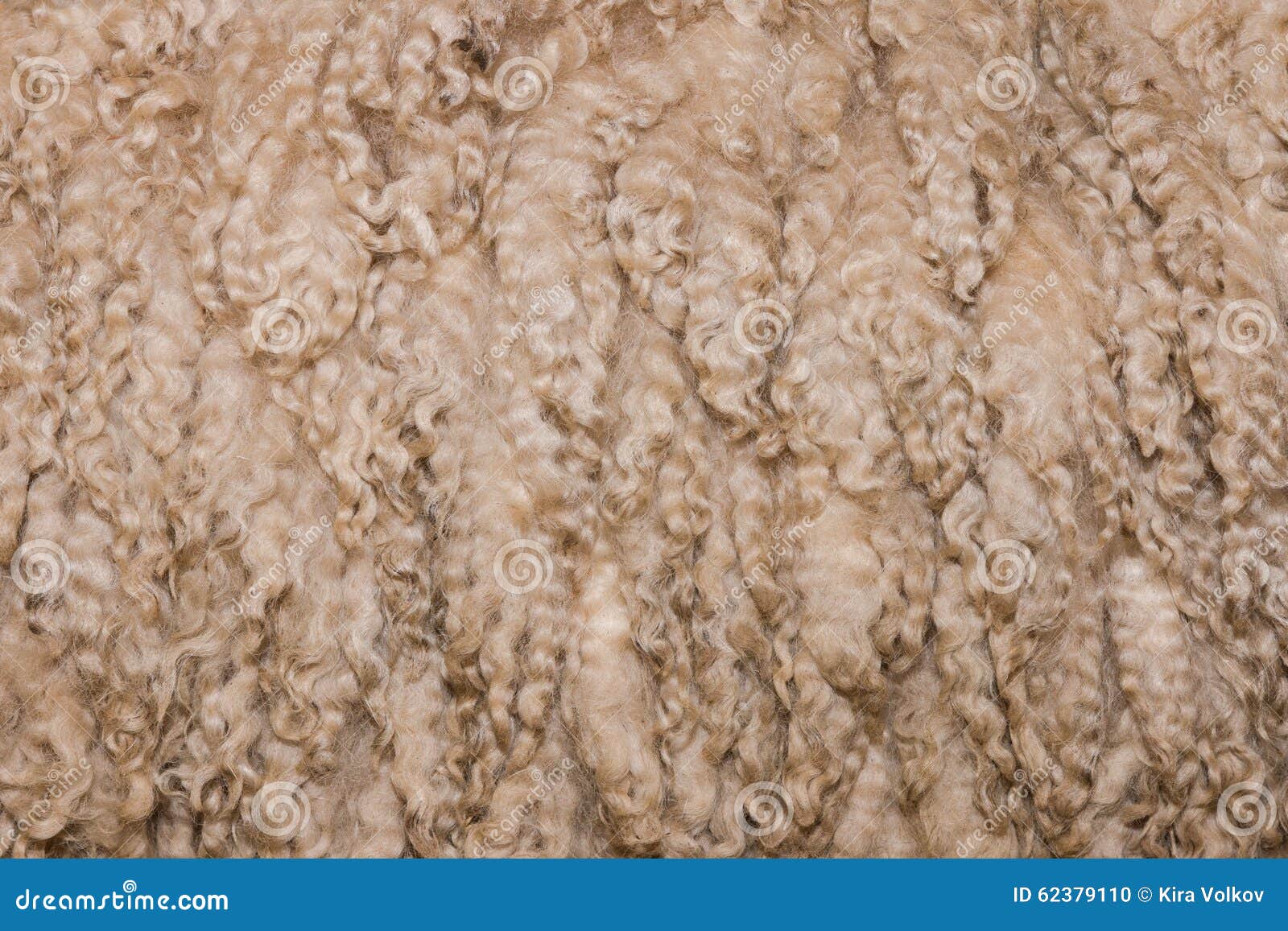 Texture of Wool of Merino Ram Stock Photo - Image of shaggy, breed ...