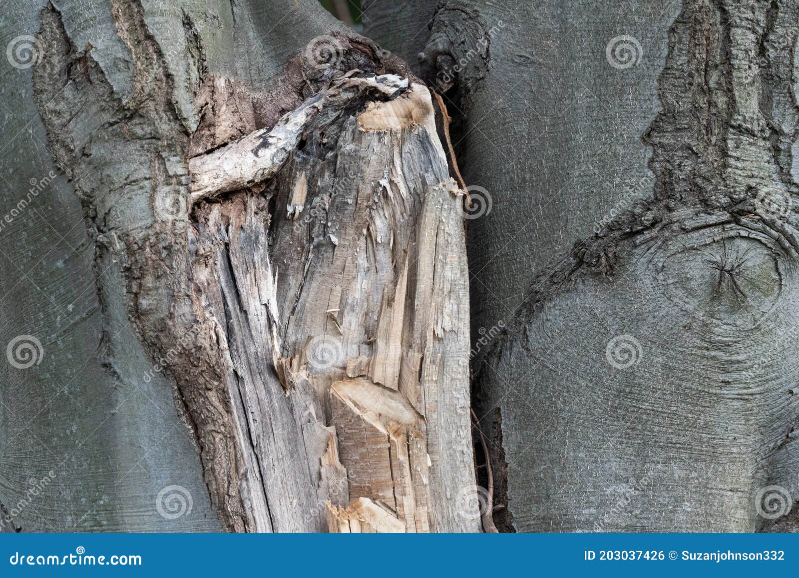 Texture of Wounded Tree Trunk Stock Photo - Image of fibre, ripped ...
