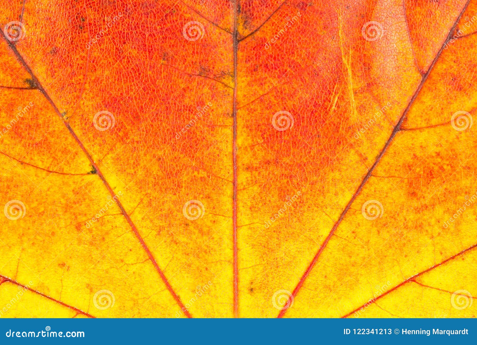 Texture with Autumn Leaf Veins Stock Image - Image of pattern, flora ...