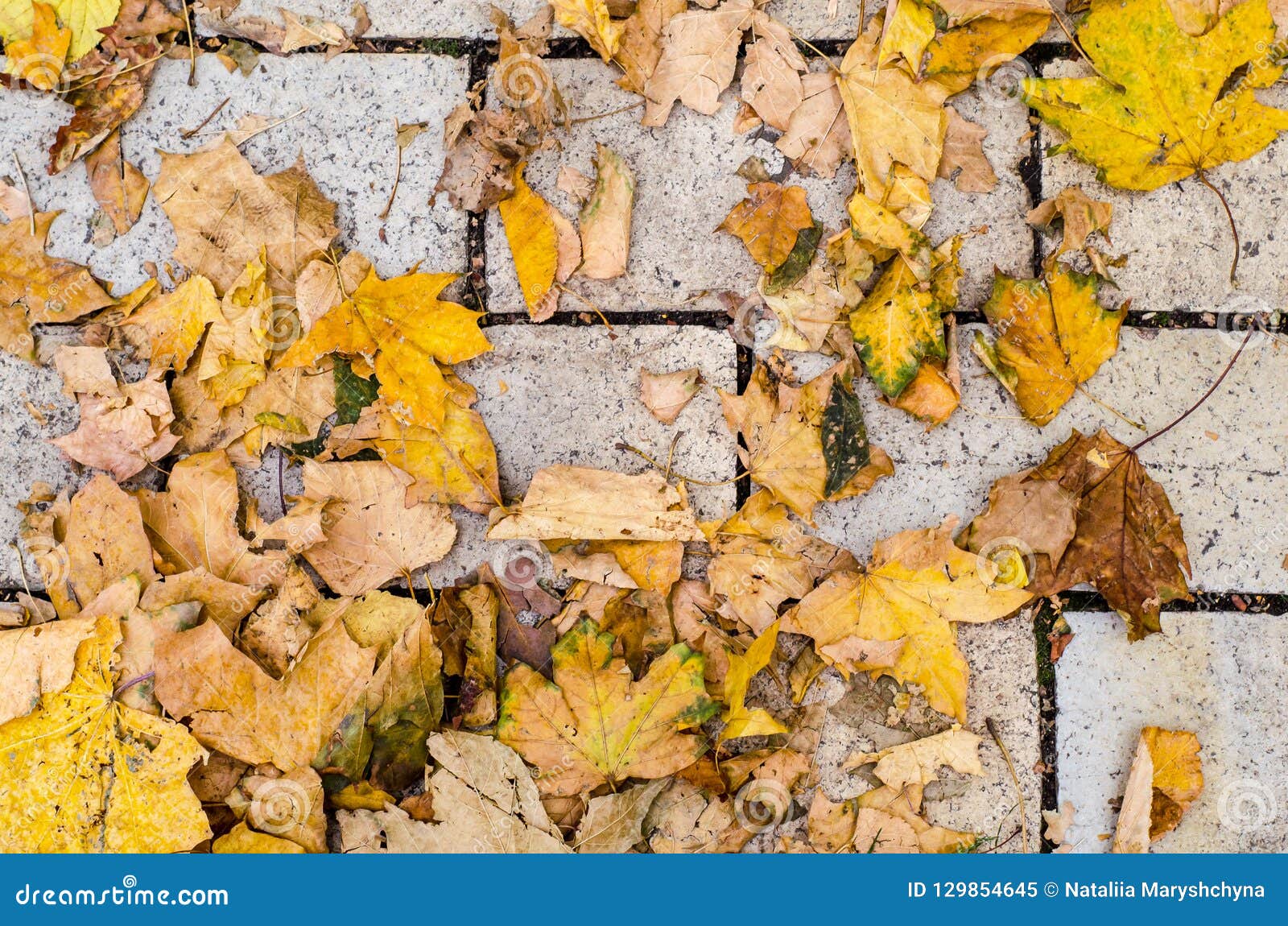 Texture of Yellow Autumn Maple Leaves on the Masonry. Stock Image ...