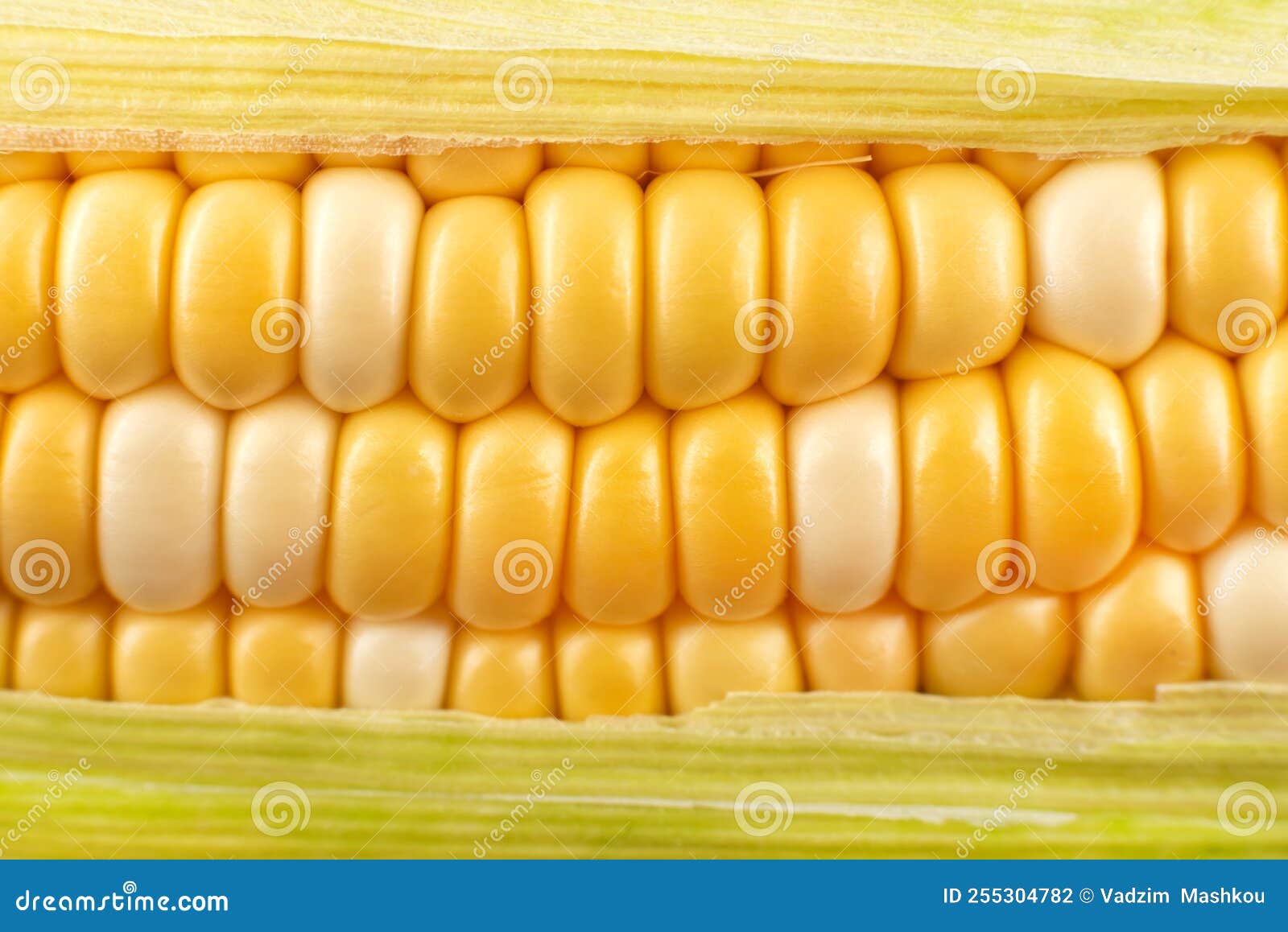 Texture from Yellow Grains of Corn Close-up. Corn Background Stock ...