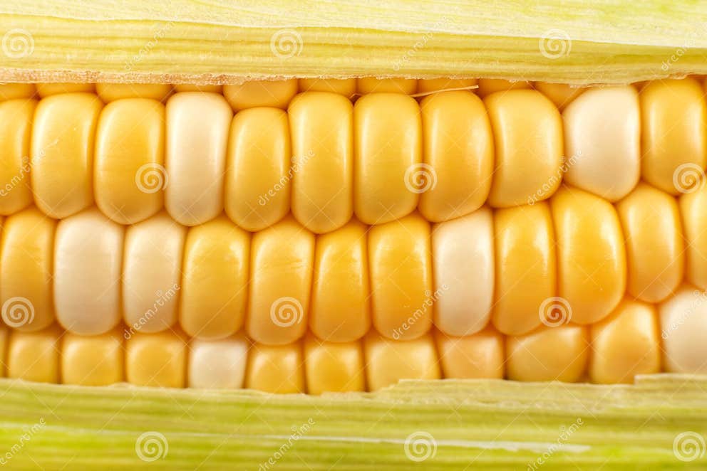 Texture from Yellow Grains of Corn Close-up. Corn Background Stock ...