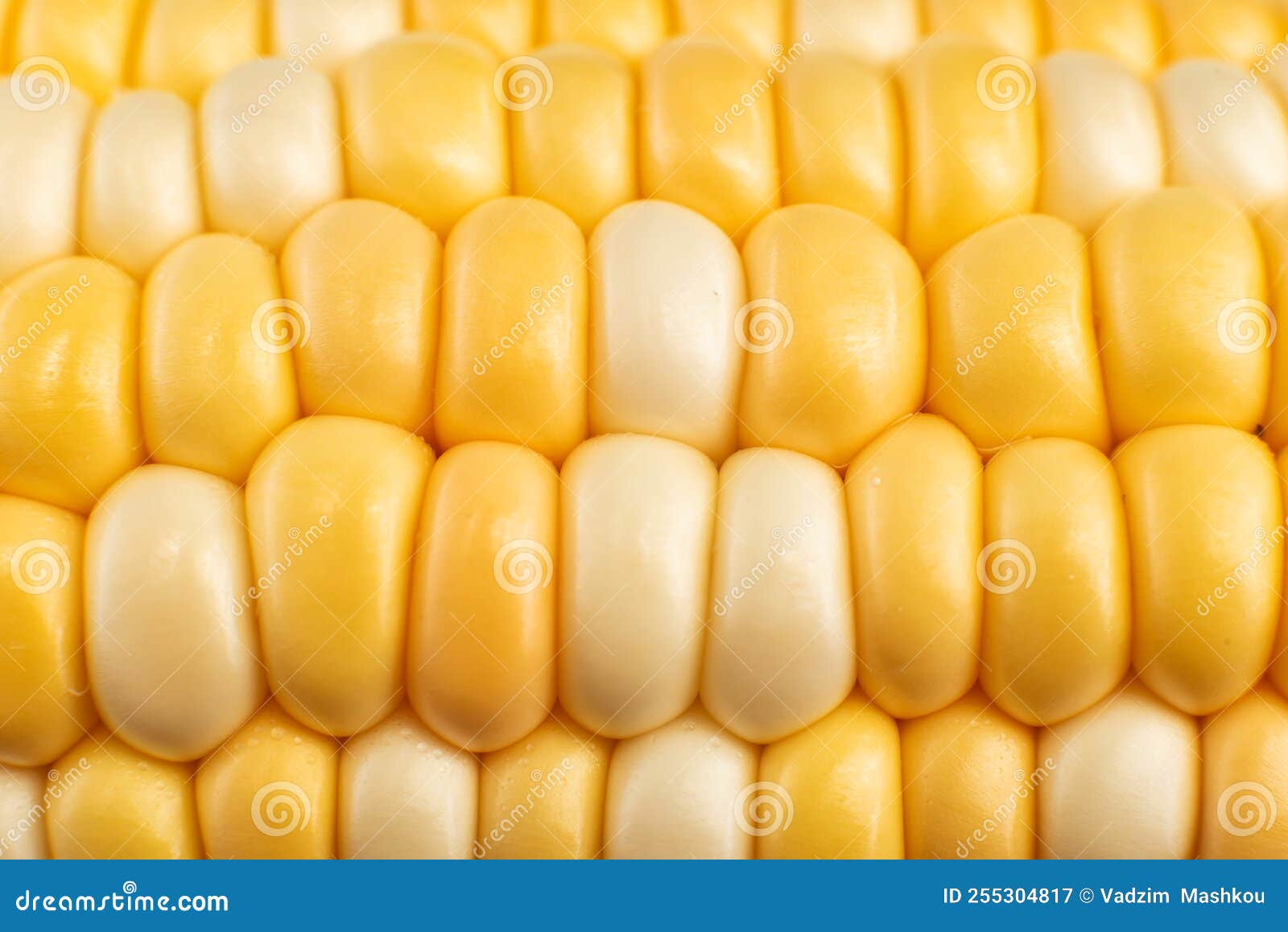 Texture from Yellow Grains of Corn Close-up. Corn Background Stock ...