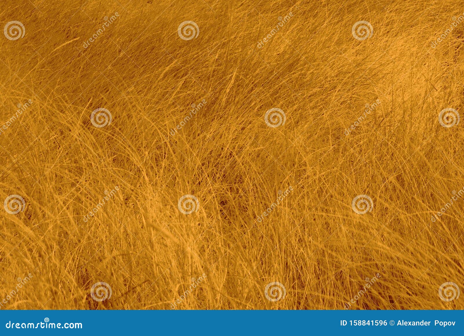 The Texture of Yellow Grass Stock Photo - Image of august, highlights ...